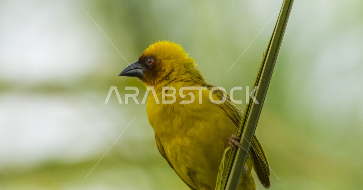Close-up of brown-throated weaver, nature background, nature reserve ...