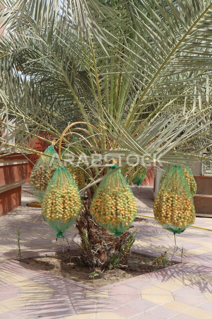 Fruitful green palm tree farms in the Kingdom of Saudi Arabia, palm ...