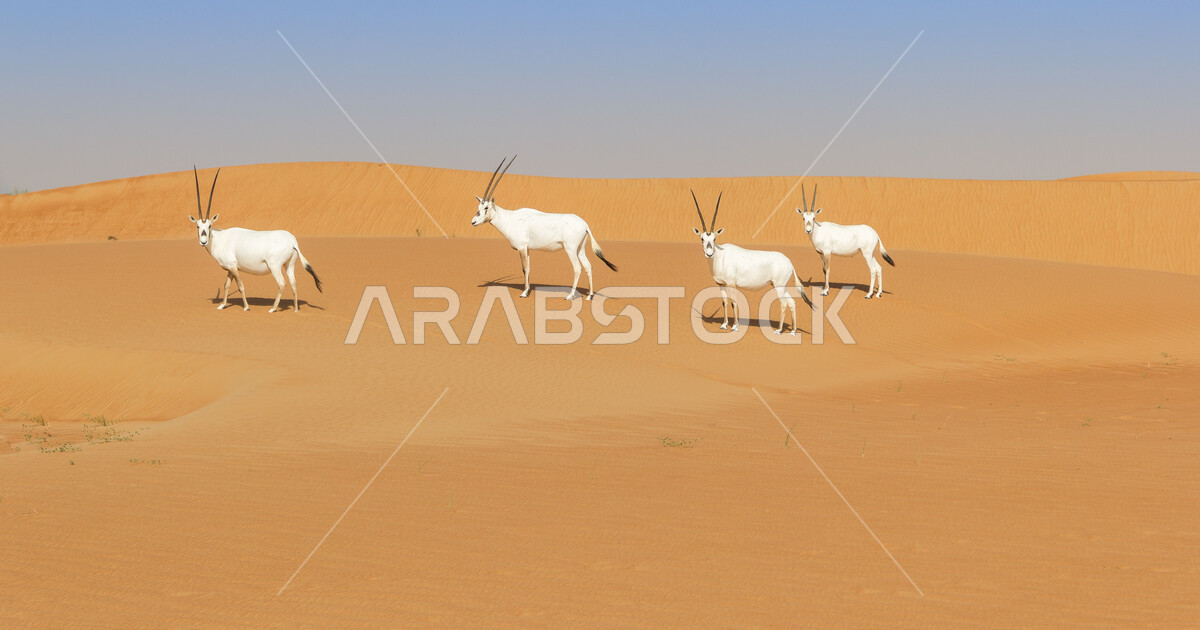 A group of Oryx in the desert areas, wild animals, desert antelopes ...