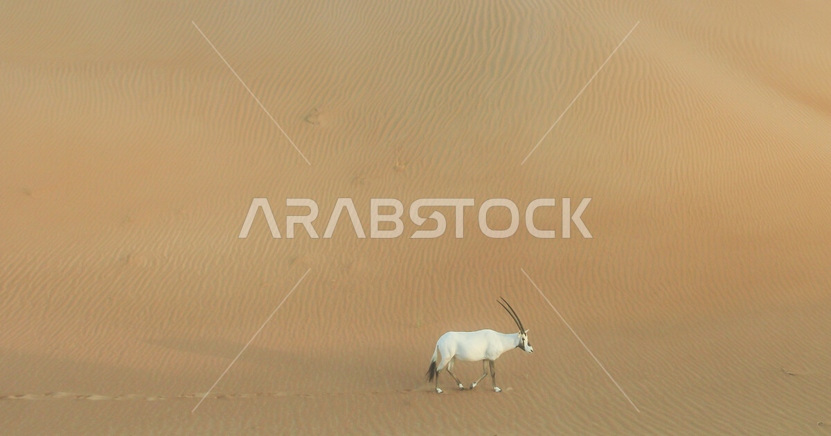 Oryx in desert areas, wild animals, desert antelope, desert nature ...