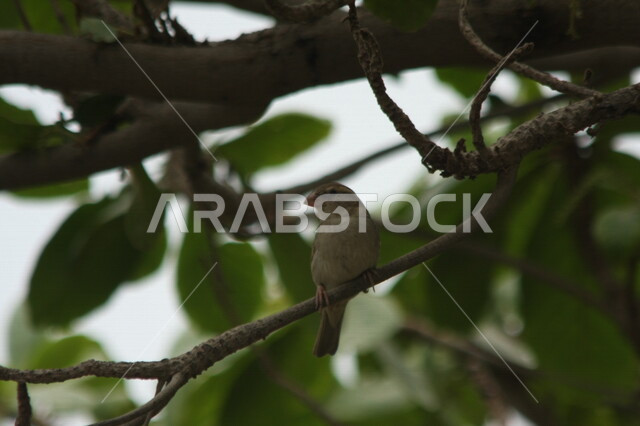 little bird standing on tree branches nature reserve bird breeding ...