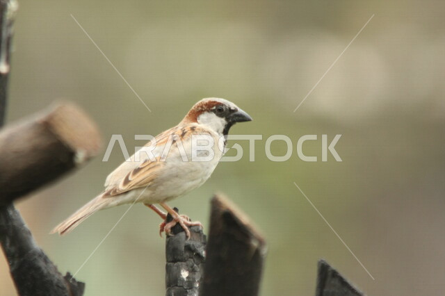 little bird standing on tree branches nature reserve bird breeding ...