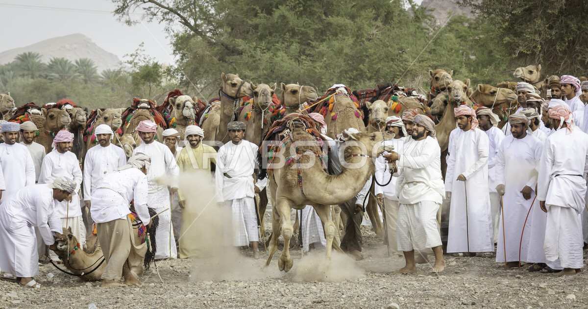 A group of Omani Gulf Arab men preparing camels for camel racing, Oman ...