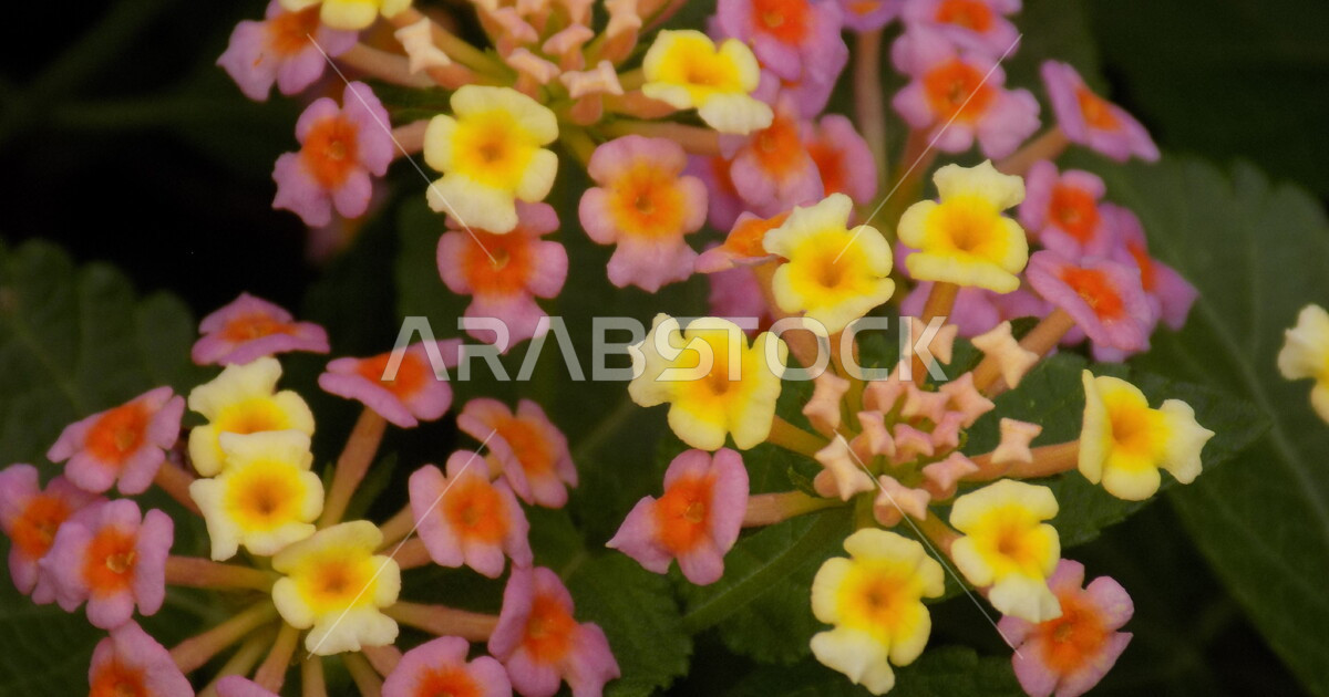 Close-up photography of natural flowers in a park in the Kingdom of ...