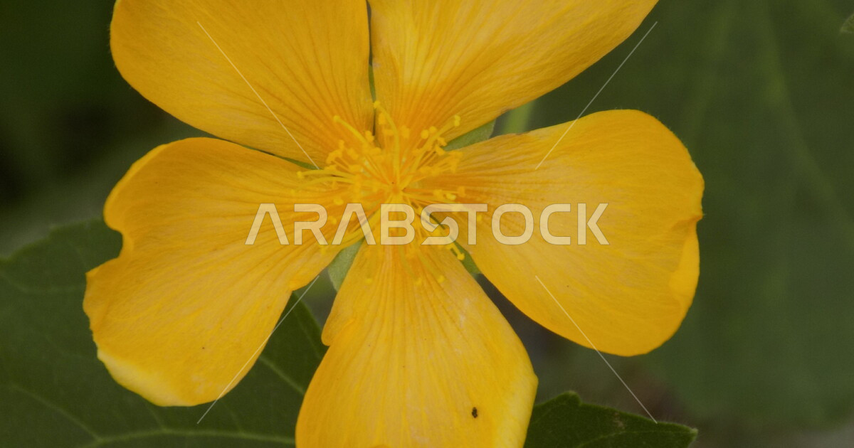 Close-up photography of natural flowers in a park in the Kingdom of ...