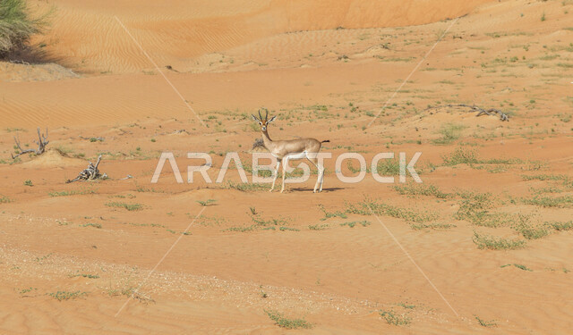 Small deer in the wild nature in Saudi Arabia, desert nature, animal ...