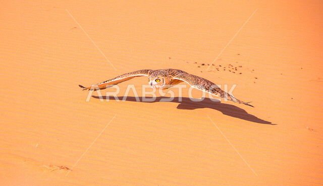 Owl bird in the desert areas, visual acuity, desert owl, desert eagle ...