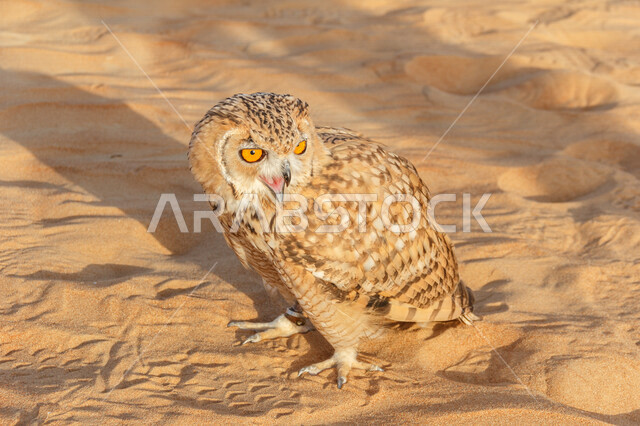 Owl bird in the desert areas, visual acuity, desert owl, desert eagle ...