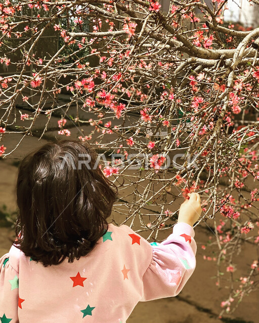 A picture from the back of a Saudi Arabian Gulf girl picking roses, red ...