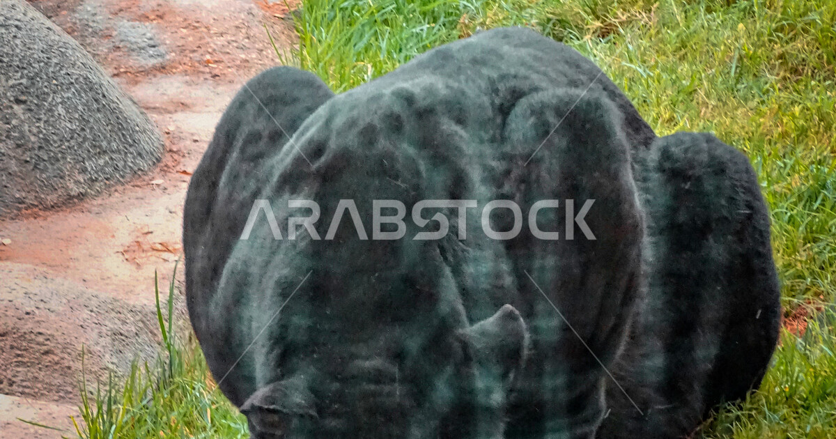 black panther animal, pond, black panther drinking water, Zoo, black ...