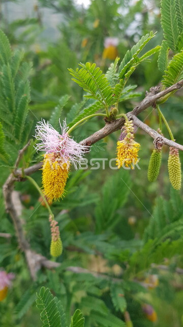 Close-up of thistle flowers, green trees and plants, flowering trees ...