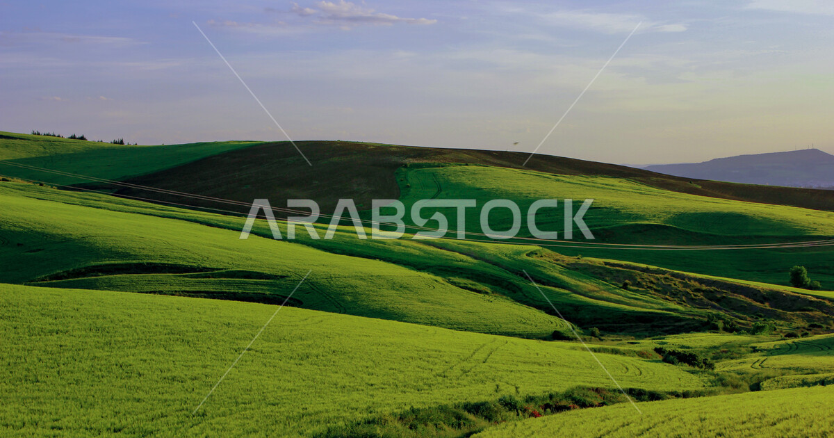 Green agricultural fields, farm green fields, plants and agricultural ...