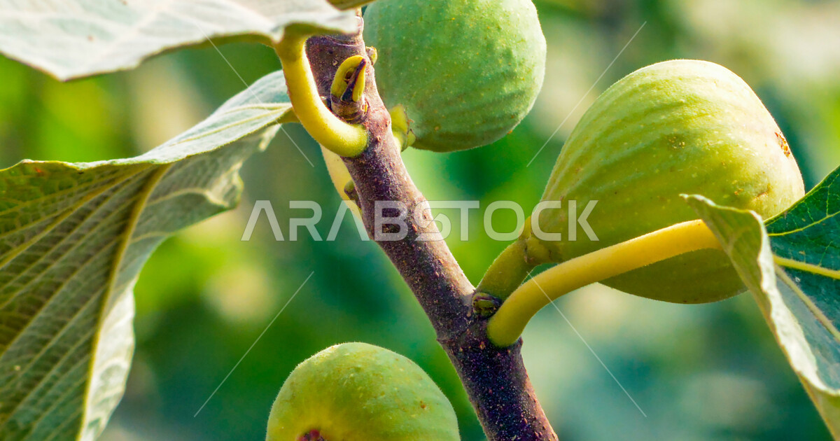 Close-up of fruiting fig tree, fig fruit, fig tree leaves, delicious ...