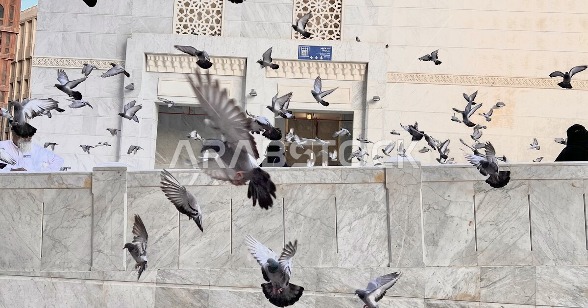 A group of carrier pigeons in front of the Grand Mosque in Mecca, birds ...