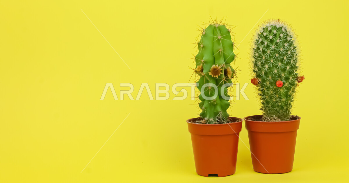 cactus pots, desert plants, spiny plants, ornamental pots, house plants ...