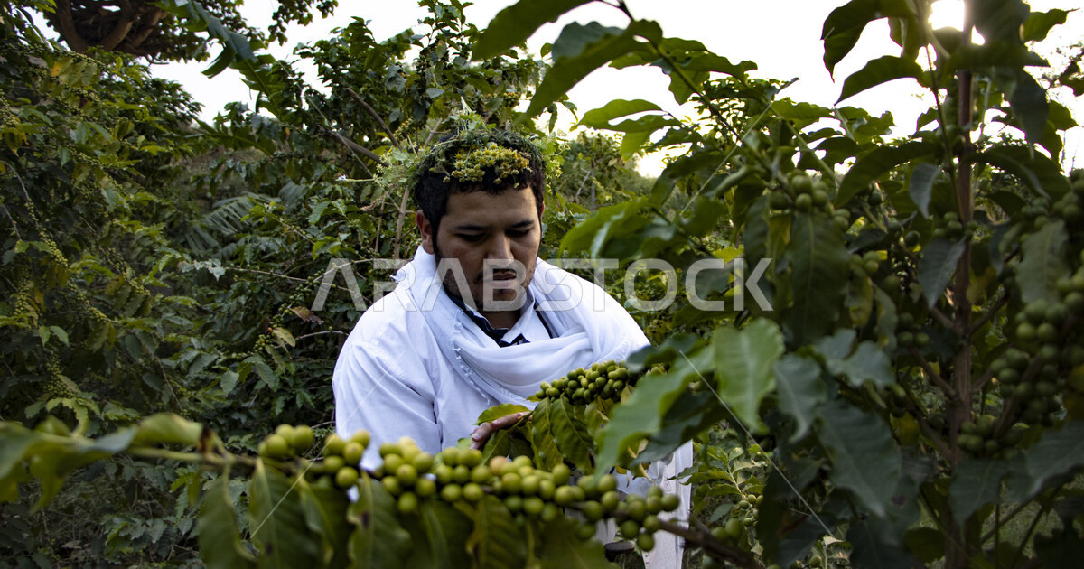 A close-up image of a Saudi Arabian Gulf man picking the fruits of ...