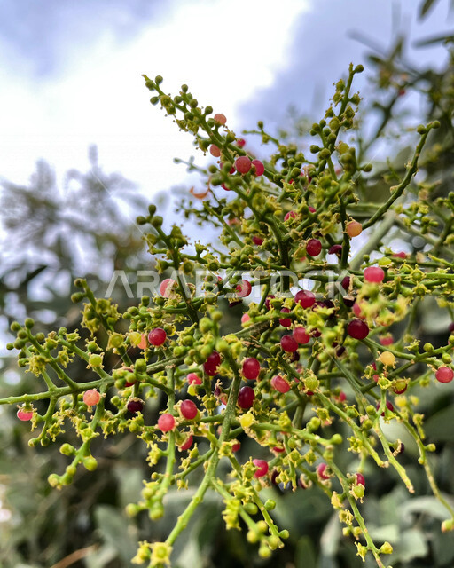صورة مقربة لشجرة الاراك، الاشجار والنباتات الخضراء، بذور شجرة الاراك ...