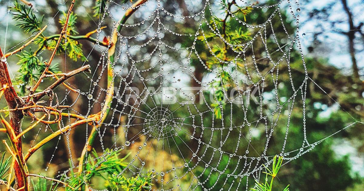Close-up of spider web on tree branches green trees and plants spider ...