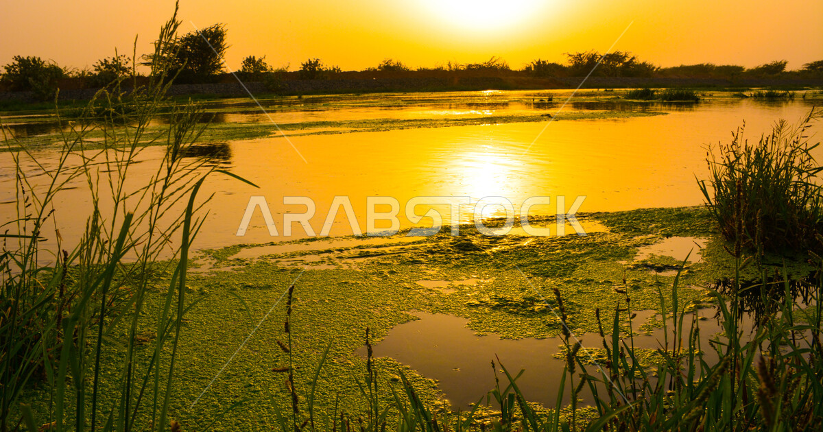 Jeddah lake in saudi arabia sunrise time, nature in saudi arabia ...