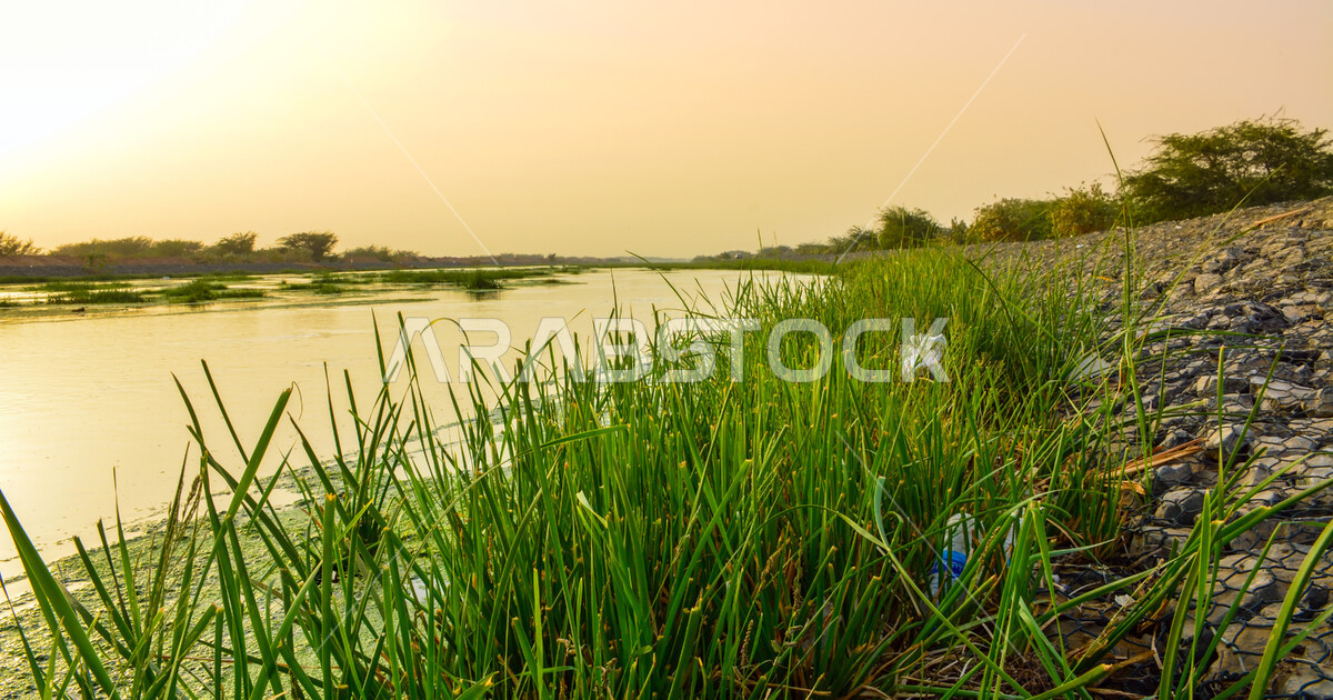 Jeddah lake in Saudi Arabia, nature in Saudi Arabia, lake Jeddah, green ...