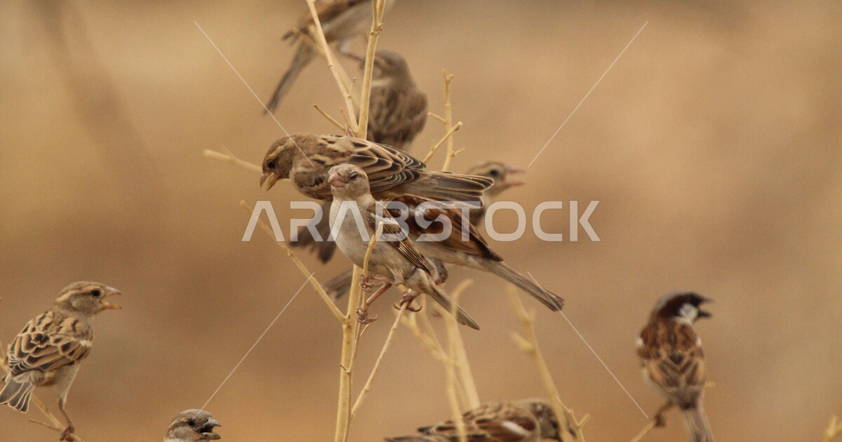 A group of small birds gathered on a tree branch, migratory birds, wild ...