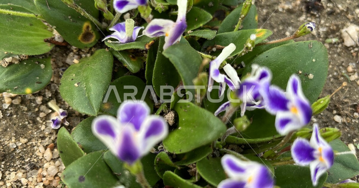Close-up of a flowering plant in the beautiful gardens of Asir ...