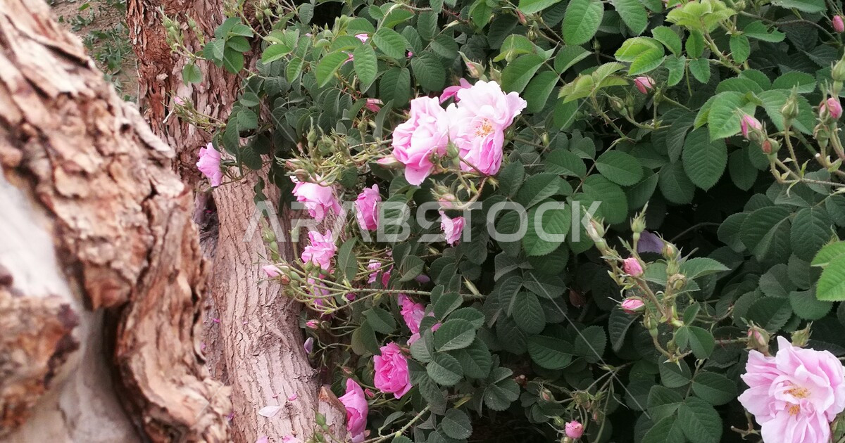 Taif rose farms in Al-Hada, in the city of Taif, rose cultivation ...