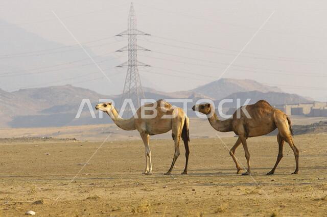 A group of camels and camels walking in the desert areas of the Kingdom ...