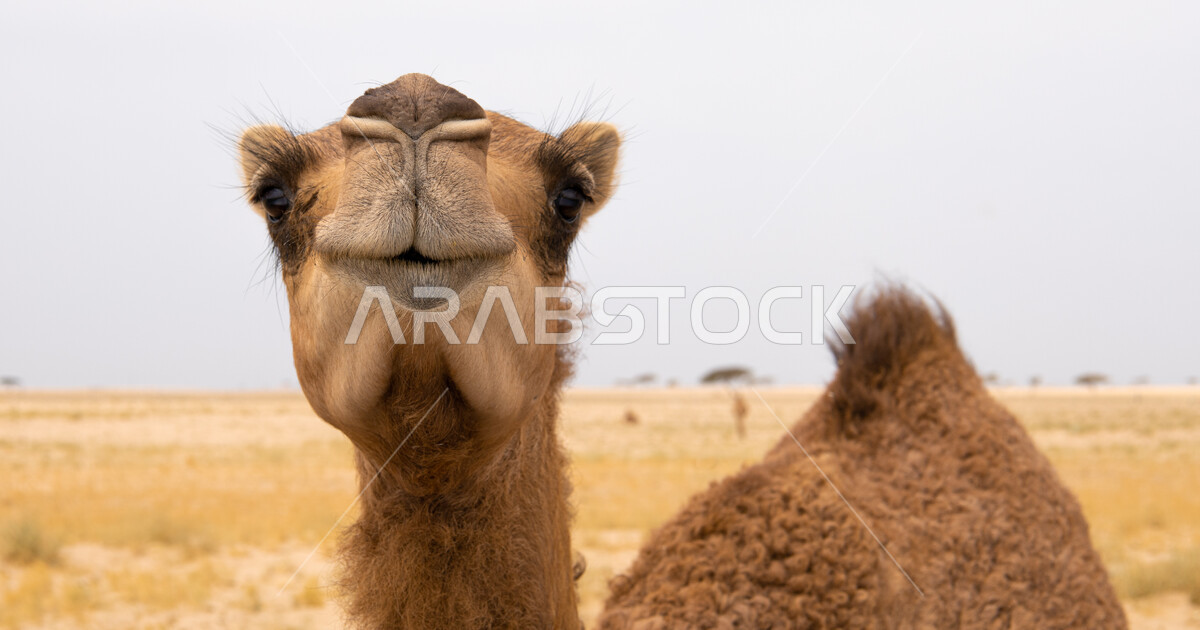صورة مقربة لحيوان الجمل في المناطق الصحراوية ، تربية الجمال والإبل ...