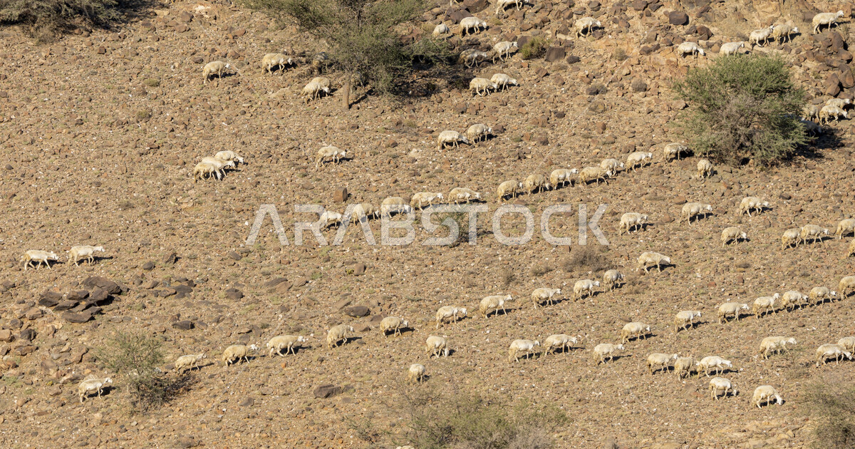 A herd of goats in the desert areas of Saudi Arabia, animal husbandry ...