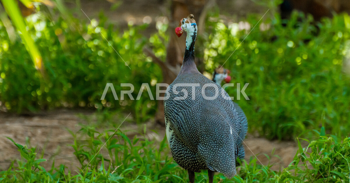Close-up of guinea fowl in Jeddah garden, Saudi Arabia, nature reserve ...