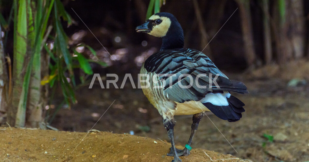 duck geese in the nature reserve, beautiful geese, bird breeding, duck ...