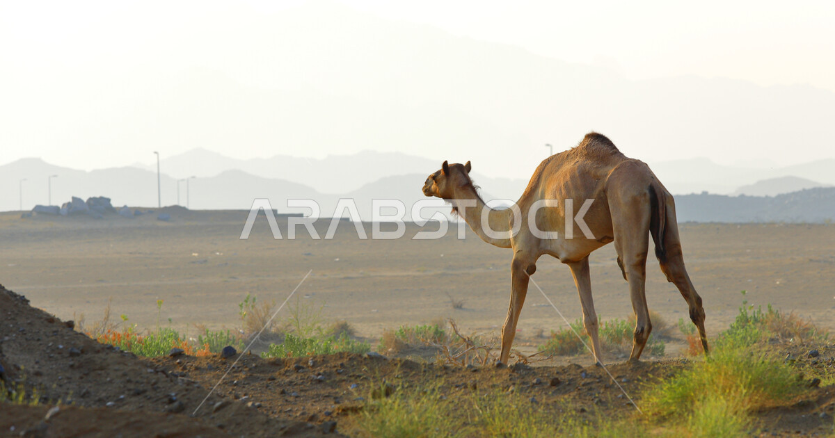 Camel walking in desert areas, camel and camel breeding, green trees ...