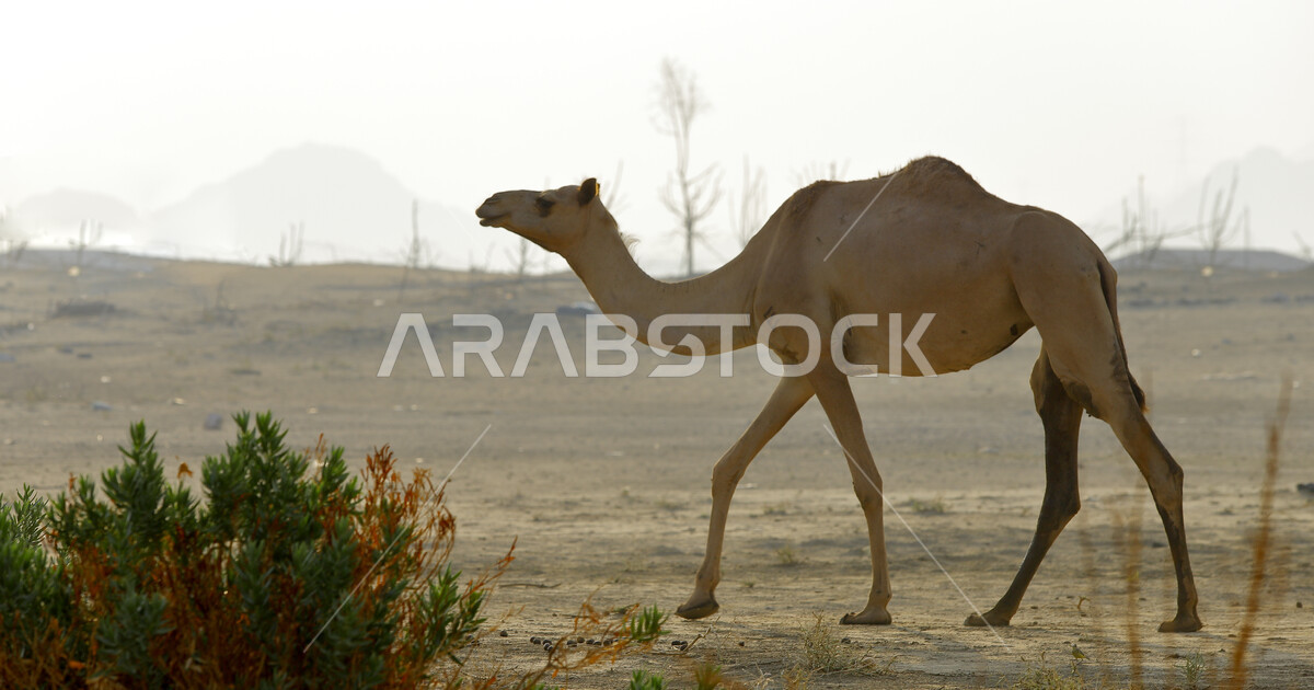 Camel walking in desert areas, camel and camel breeding, green trees ...