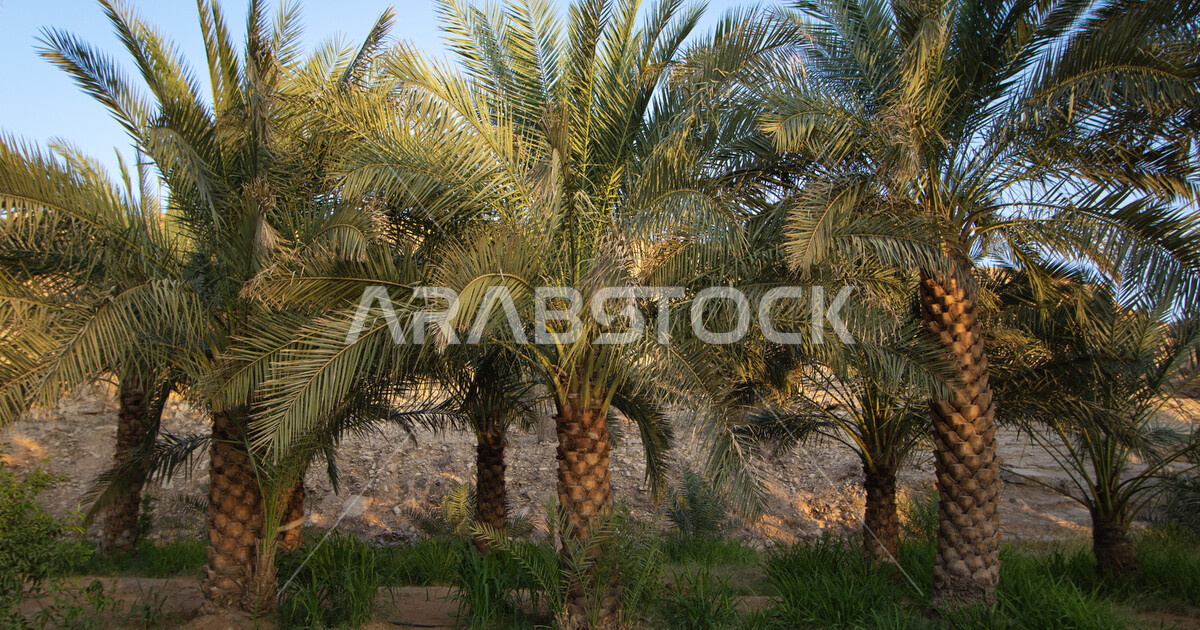 green palm tree farms, palm farms, trees and crops, farmland, palm tree ...