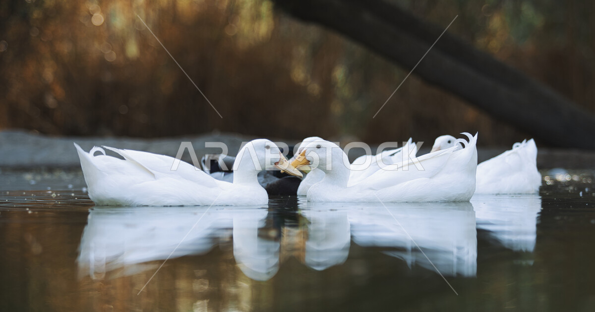 Beautiful duck bird floating in the water, white duck, bird breeding ...