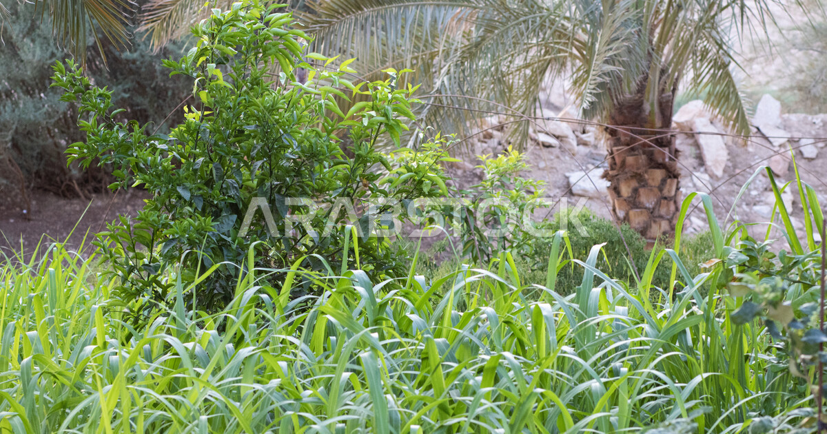 مزارع الأشجار والنباتات الخضراء، حقول زراعية، أشجار ومحاصيل زراعية، أراضي زراعية، مناظر طبيعية