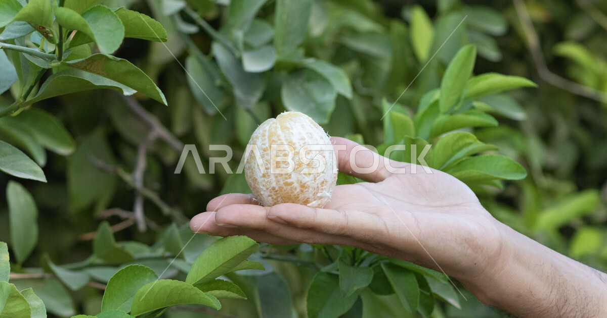 Close-up of a man's hand holding an orange bean green trees and plants ...