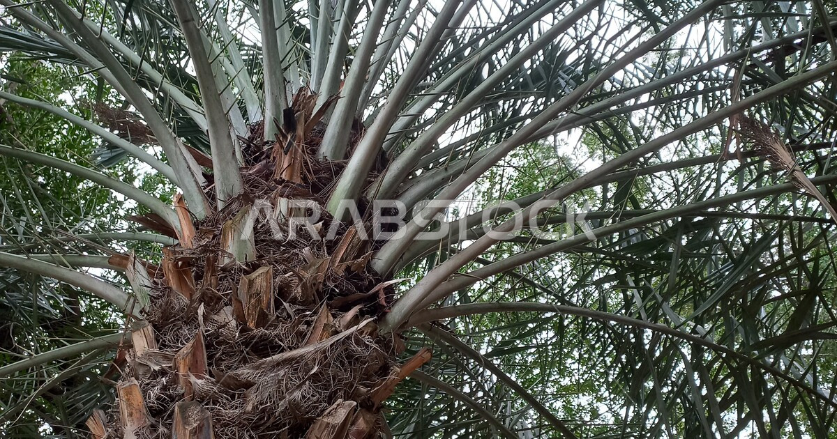 A lower angle picture of palm trees, palm fronds, green palm ...