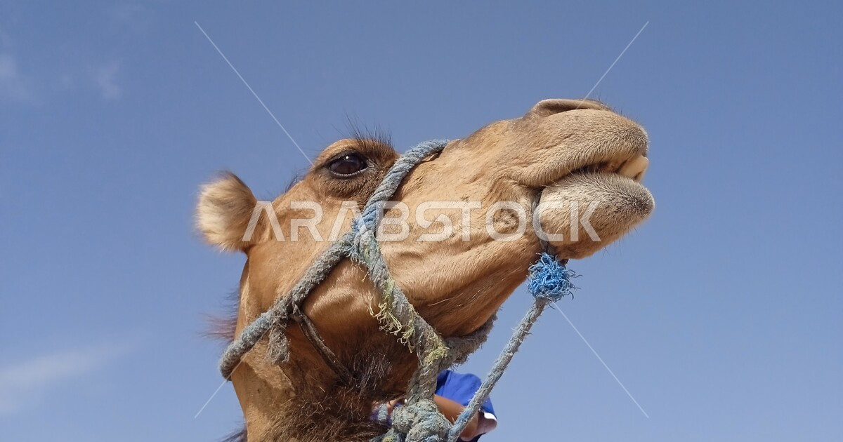 A close-up of a camel in a nature reserve, camel and camel breeding, a ...