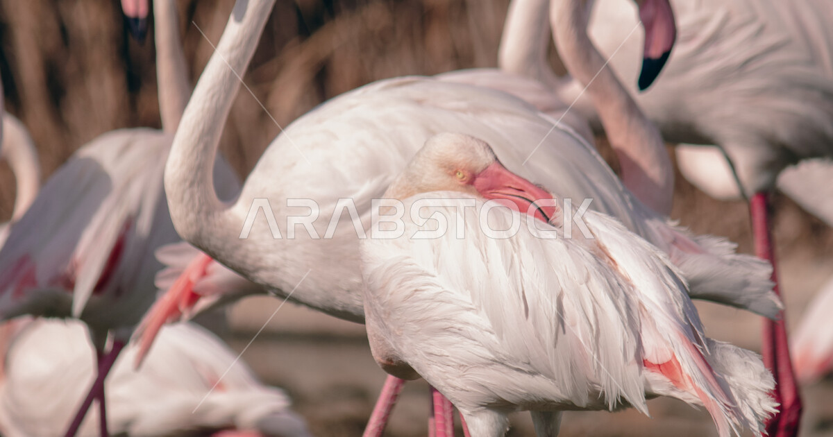 Close-up of a pink flamingo (flamingo) in one of the gardens of the ...