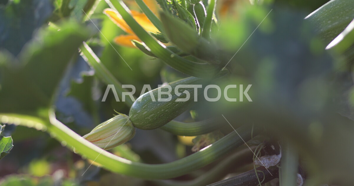 A close-up of a zucchini tree, green trees and plants, zucchini farms ...