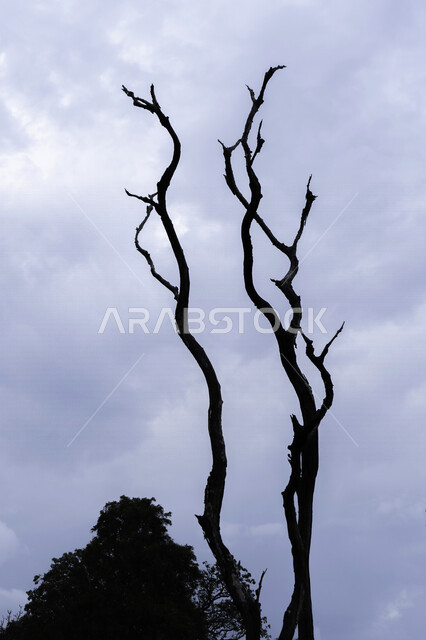 Silhouette of tree branches, desert trees, desert nature background ...