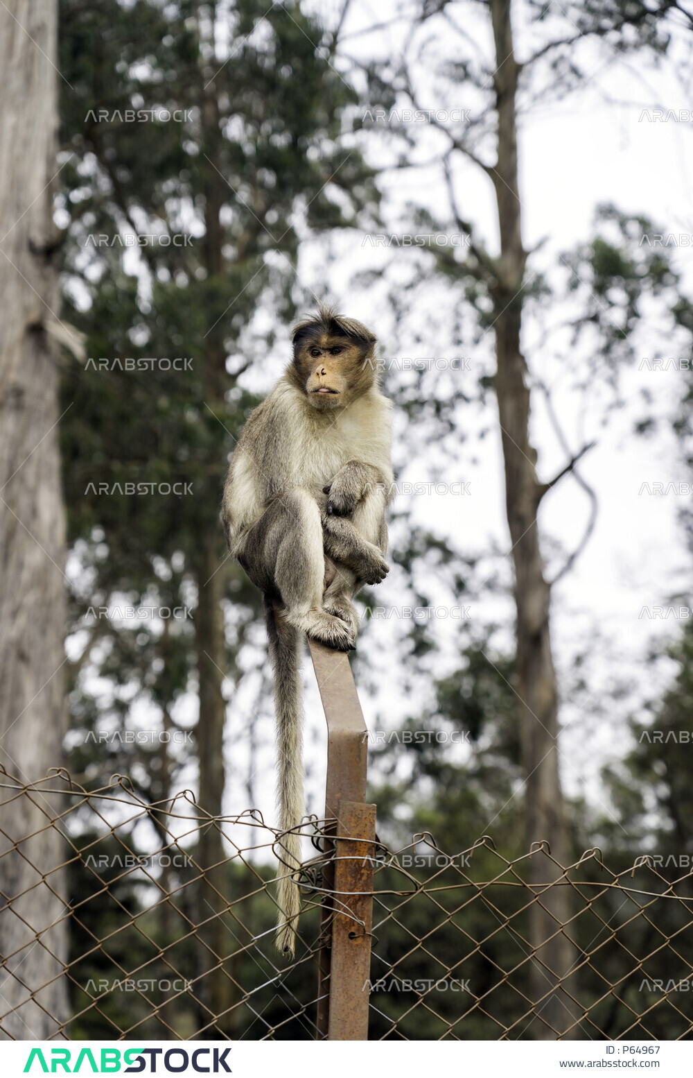 A picture of a monkey in the nature reserve, wildlife, a monkey ...
