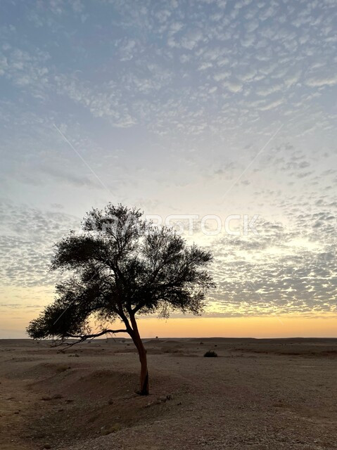 Desert areas, sand dunes, desert tourist places, desert nature, desert ...