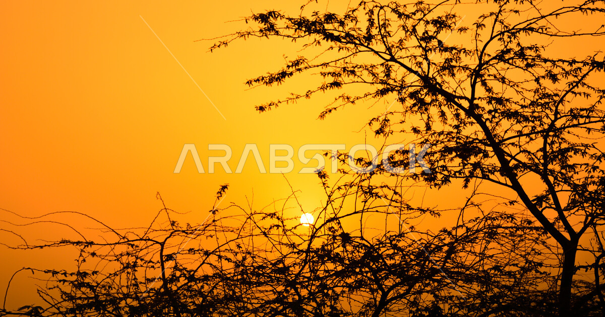 Silhouettes of trees and plants, magical sunsets, stunning landscapes ...