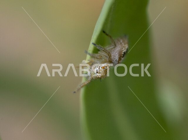 Close-up of spider bug on plant leaves, green trees and plants, leaves ...