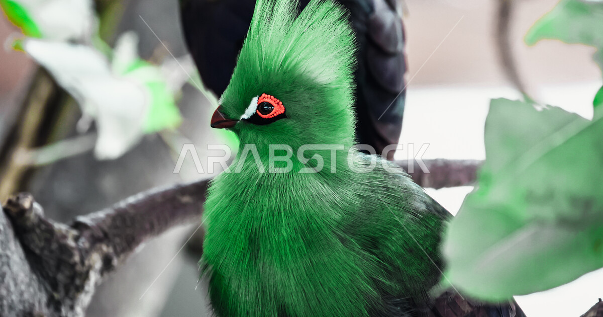 Close-up of colorful turaco bird, wild birds, birds background, wild ...