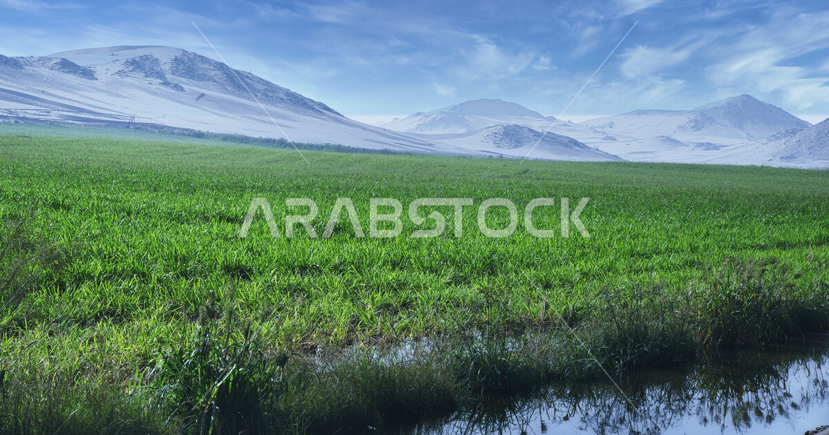 الحقول الزراعية في المملكة العربية السعودية، السماء الملبدة بالغيوم، الاشجار والنباتات الخضراء