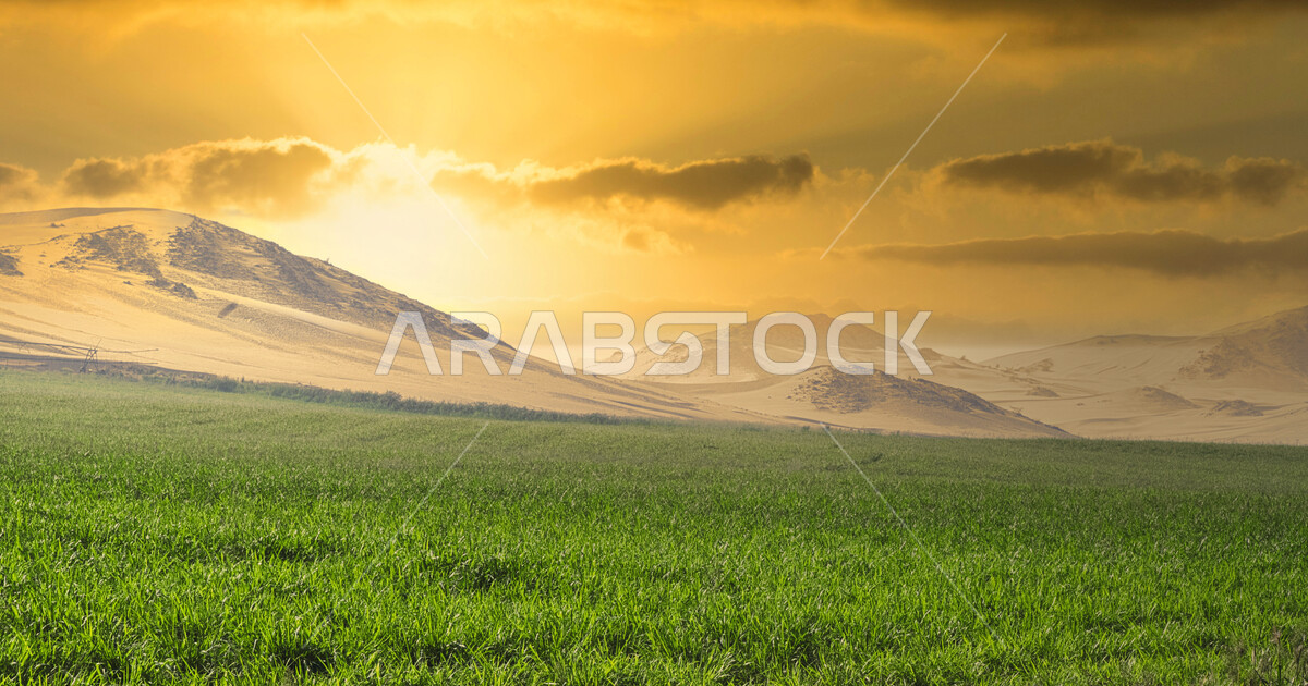 صورة بانورامية للحقول الزراعية في المملكة العربية السعودية، السماء ...